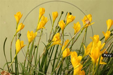 Image Of Flower Zephyranthes Citrina Beautiful Background For Seasons