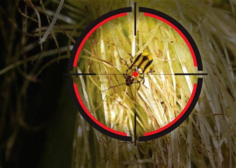 Rnai Technology Targets Corn Rootworm Agweb