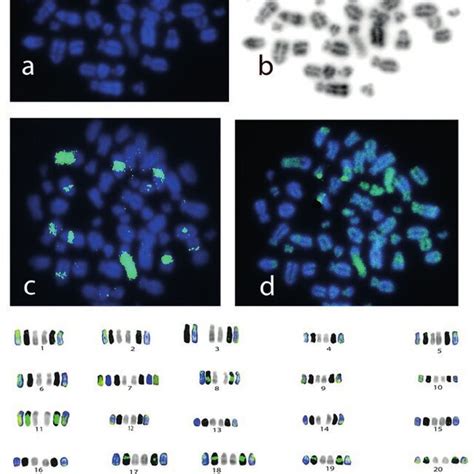 Metaphases Of S Cay Paraguay In Dapi A In Dapi Inverted B Cap A