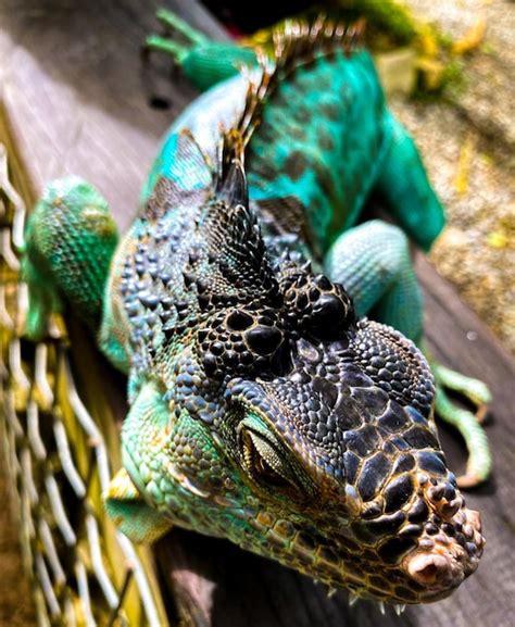 Premium Photo Close Up Of A Borneo Iguana