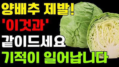 양배추 제발 이렇게 드세요 양배추의 효능과 건강 효과 Youtube