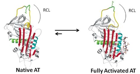 3 antithrombin at in its native and fully activated states the