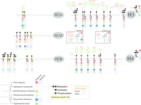 Histone Modifications In Capsaspora Download Scientific Diagram