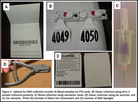 Dna Sample Collection Beef Cattle