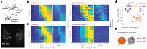 Fig S7 Microstimulation In Dorsal Horn Of Lumbar Spinal Cord And