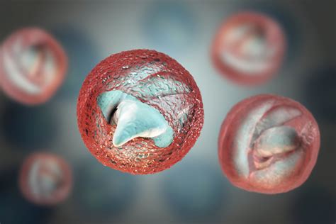 Cryptosporidium Parvum Oocysts The Native Antigen Company