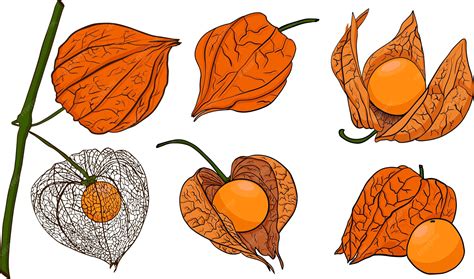 Dibujado A Mano Physalis Planta Y Fruta Tomatillo Superfood Vector