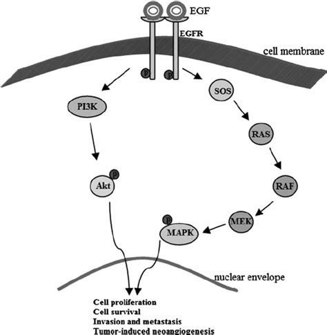 Cell Signaling Pathways Controlled By Activation Of Egfr At First