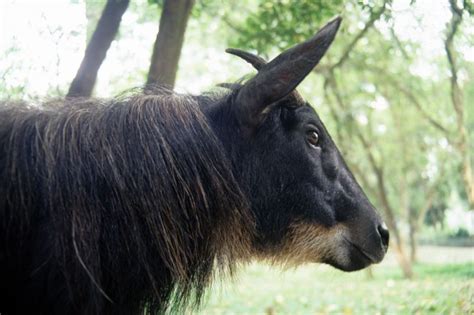 Serow Wildlife Wildlifetrade Ungulates Poaching Conservation