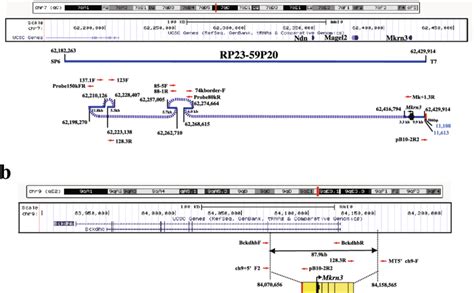 Schematic Representation Of The Genomic Organization Of Bac Clone Download Scientific Diagram