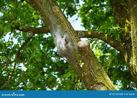 Dangerous Oak Processionary Caterpillars On Infested Tree Stock Image