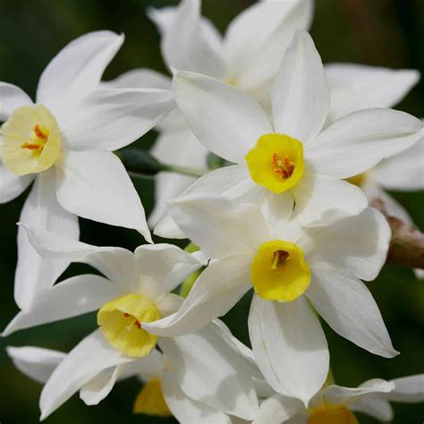 December Birth Flower Narcissus