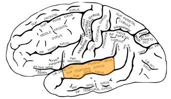Neuro Cerebral Cortex II Flashcards Quizlet Neuro Cerebral Cortex II Flashcards Quizlet