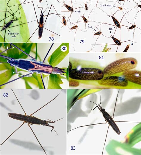 Water Strider Life Cycle