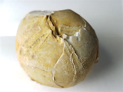 Fossilized Coral Rfossilid