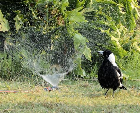 Rhythm Making Your Poetry Sing Indie Scriptorium — Self Publishing Collective Spc