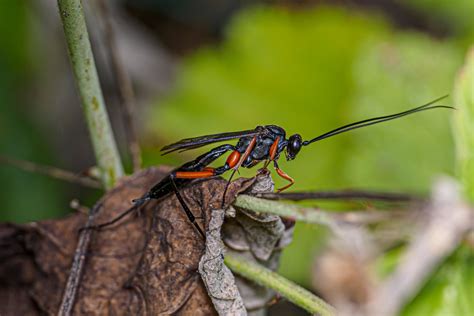 Pimpla Rufipes By Chavender Ephotozine