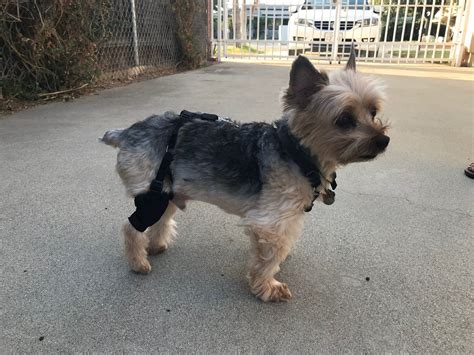 Custom Dog Orthopedics Muttknee Brace Red Feather Lakes Co