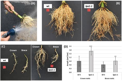Schematic Representation Of The Root Sampling And Collected Data Ten Download Scientific