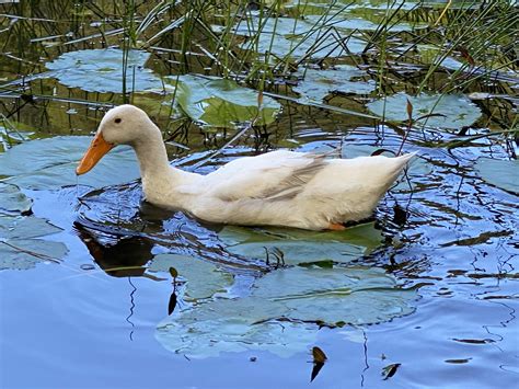 My Very Own Down Under Version Of Mr Quackers R Duck