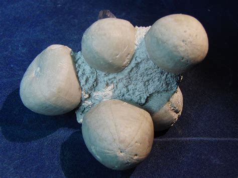 Conulus Subrotundus Member Collections The Fossil Forum