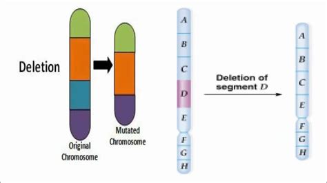 Deletion Or Deficiencies Chromosome Meaning Chromosome Meant To Be Genetics