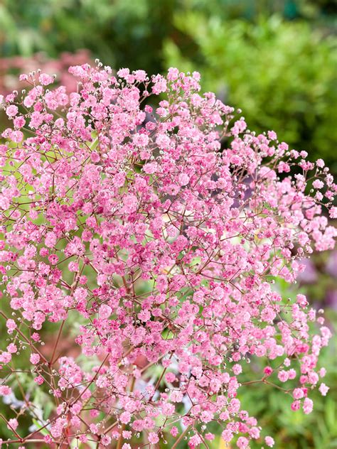 Gypsophila Paniculata Rose Dutchgrown™ Eu
