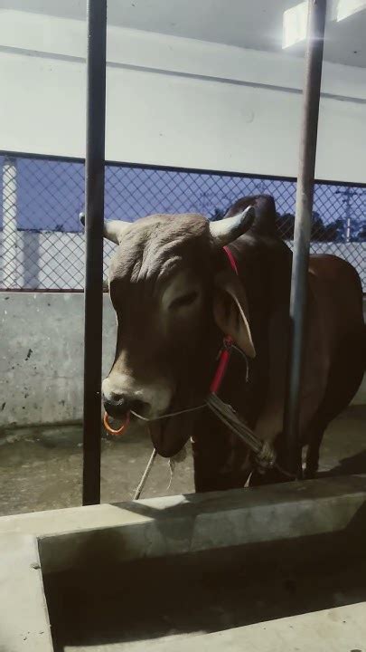 Rafi Agro Cow Youtube