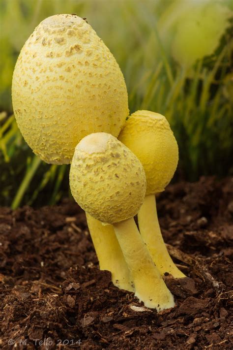 Infestation Or Saprophytic Fungi R Gardening