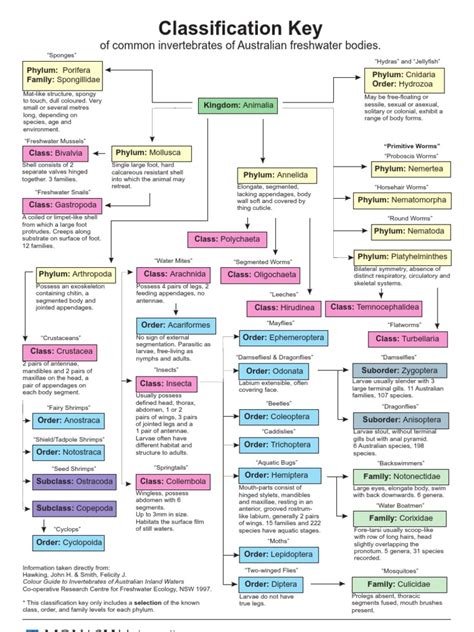 Invertebrate Classification Key Pdf Invertebrate Dragonfly