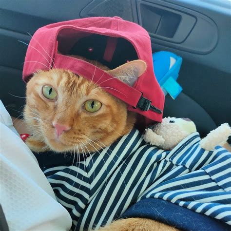 Thong Ake Cat Youtube