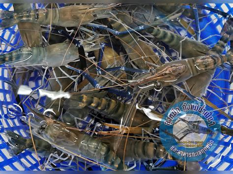 หัวมุมกุ้งแม่น้ำ River Prawn Corner