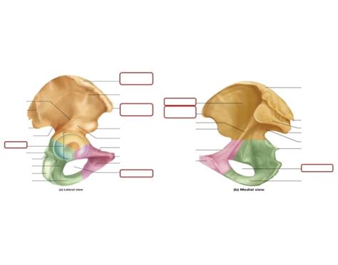 Skeletal System Pelvic Girdle Parts — Printable Worksheet