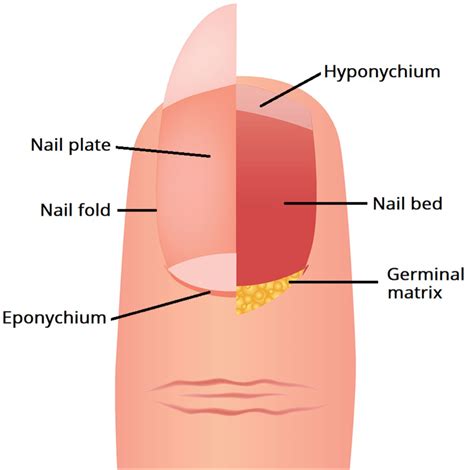 Nail Bed In 2022 Nail Plate Nails Nail Bed