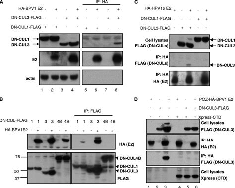 The Brd4 Ctd Blocks E2 Cullin 3 Complex Formation A C33a Cells Were