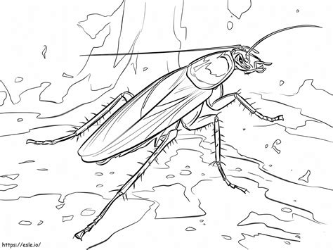 American Cockroach Coloring Page