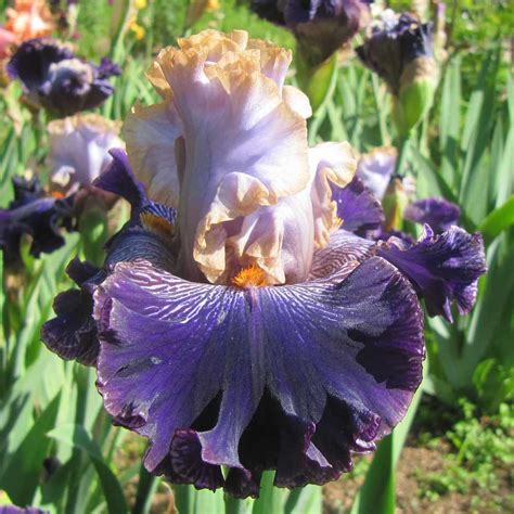 Iris Bratislavan Grădina Flori Plante Bulbi Timișoara