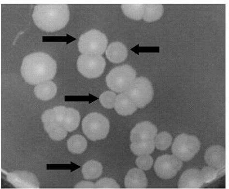 High Temperature Resistant Polyhydroxybutyrate Generating Bacterium