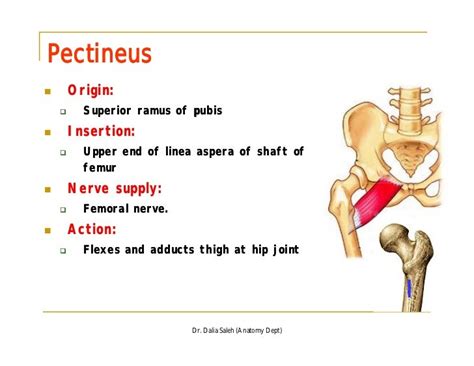 Pectineus Flexes The At Willard Madrigal Blog