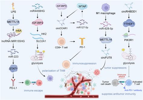 Non Coding Rna Methylation Modifications In Hepatocellular Carcinoma
