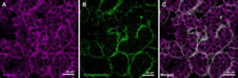 Fig S2 Related To Figure 1 Protein Expression And Localization Of Download Scientific