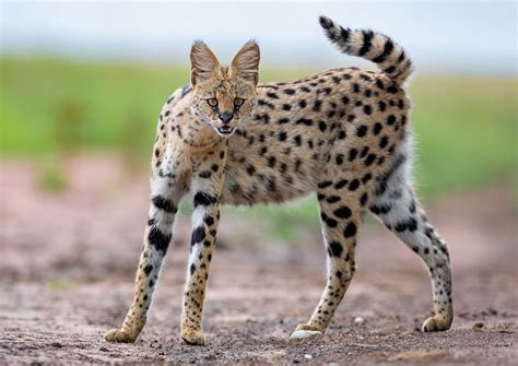 35 Facts About African Serval
