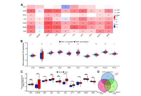 correlation between npm1 with cuproptosis related genes in
