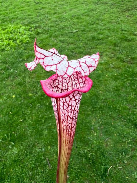 Sarracenia ‘purple Lips X ‘adrian Slack Little Carnivores