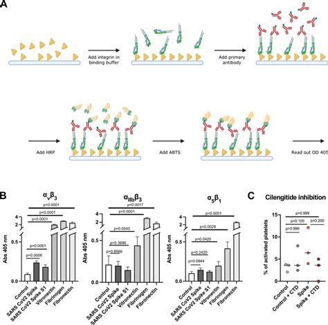 Interaction Of Integrin Receptors With Sars Cov 2 S Protein And Various Download Scientific