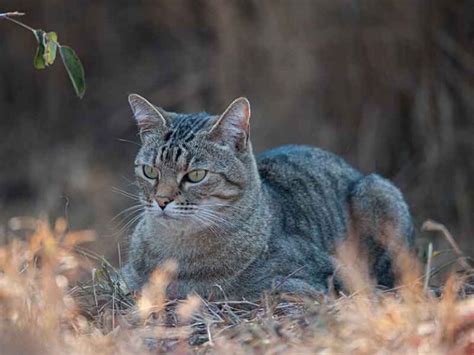 Hunting African Wildcat In South Africa Somerby Safaris