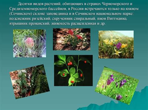 Заповедники России - презентация онлайн