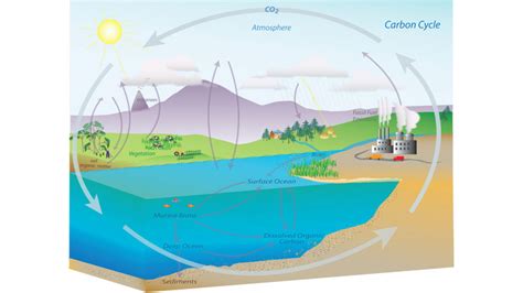 Carbon Cycle Biology Simple