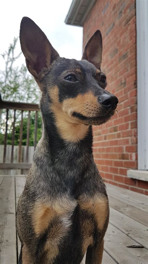 My Lil Man Posing For The Camera Chipin Rminpin