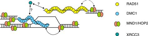 Putative Model Of The Strand Invasion Step Of Meiotic Recombination The